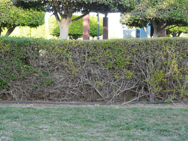 tall grass texture 0039 - Texturelib